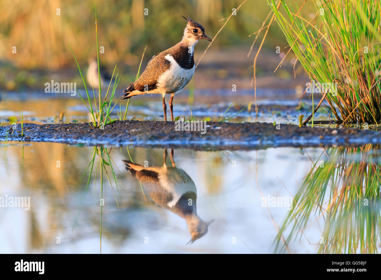 Northern lapwing young bird reflection in water Stock Photo - Alamy