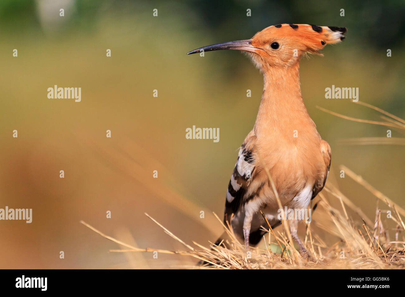 rare, beautiful bird with a colorful plumage Stock Photo - Alamy