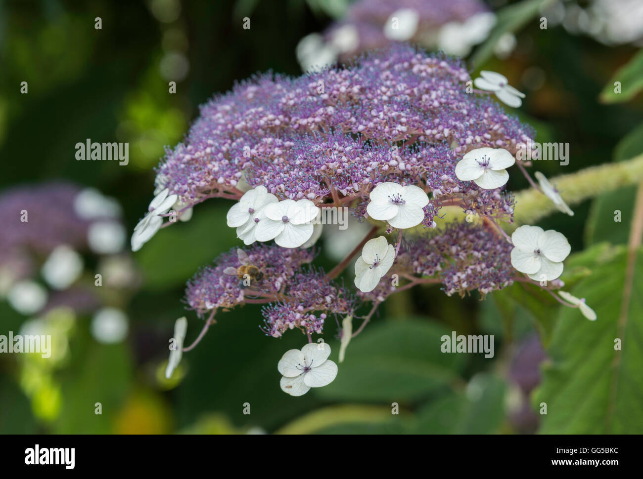 Hydrangea hortensis hi-res stock photography and images - Alamy