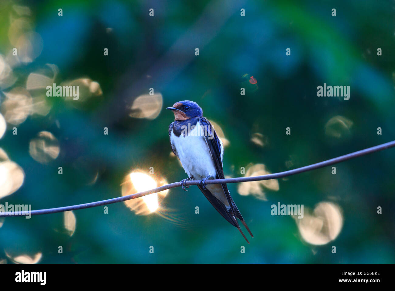 Birdhouse sunset hi-res stock photography and images - Alamy