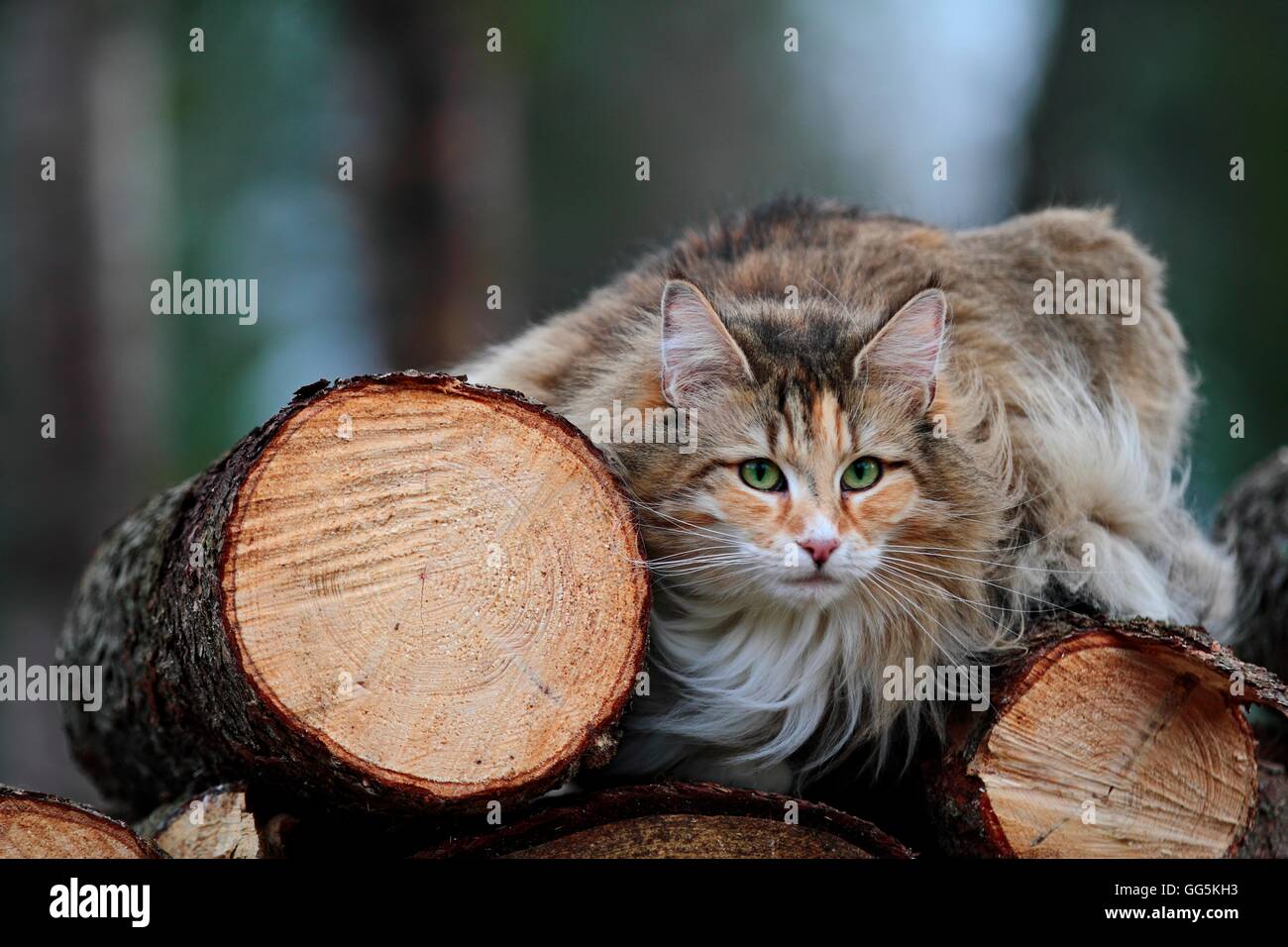 Norwegian forest cat sitting on a log Stock Photo - Alamy