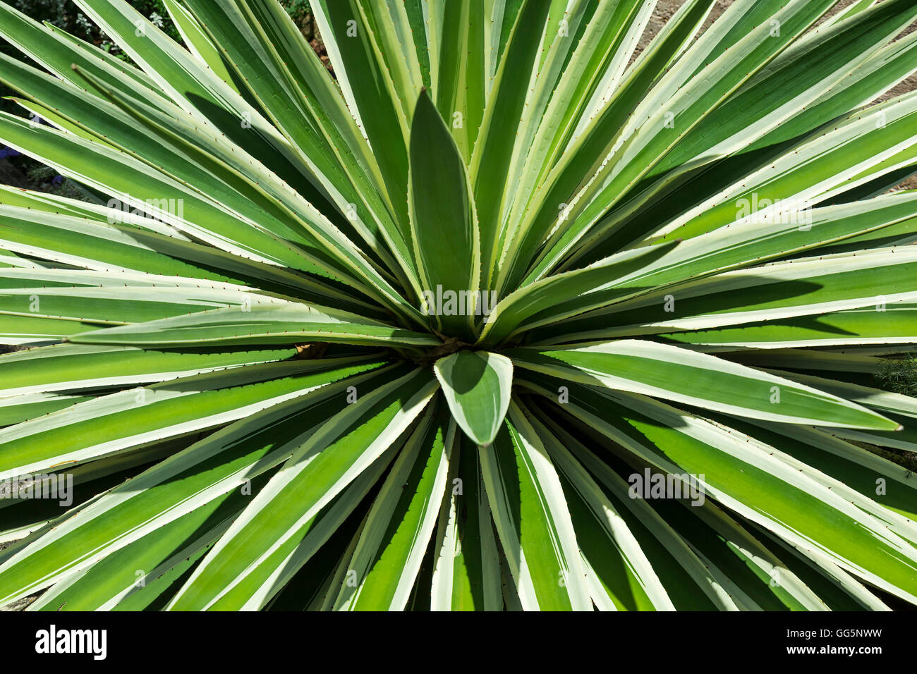 Geometric plant design hi-res stock photography and images - Alamy