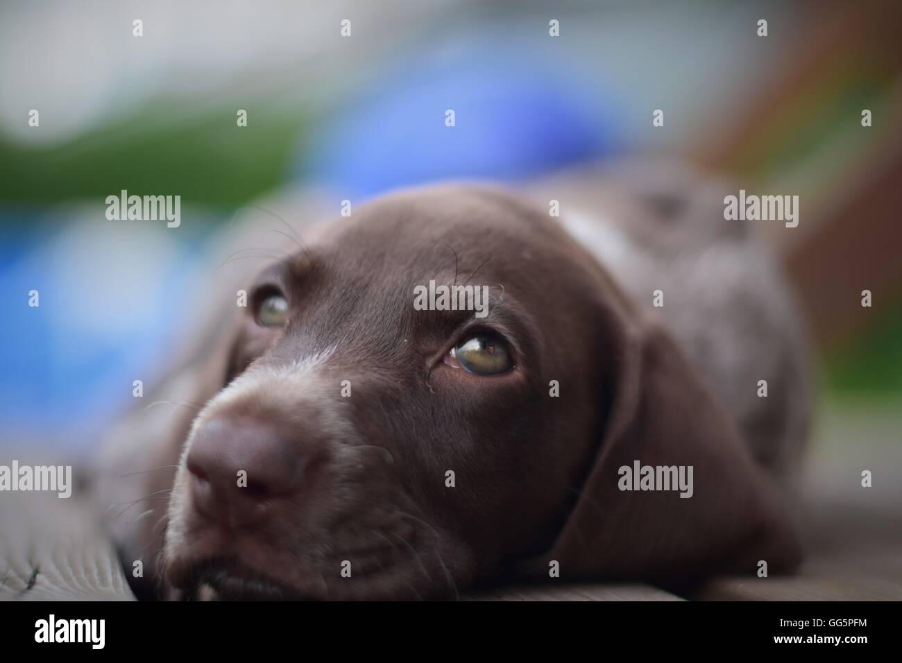 A tired German Pointer puppy Stock Photo - Alamy