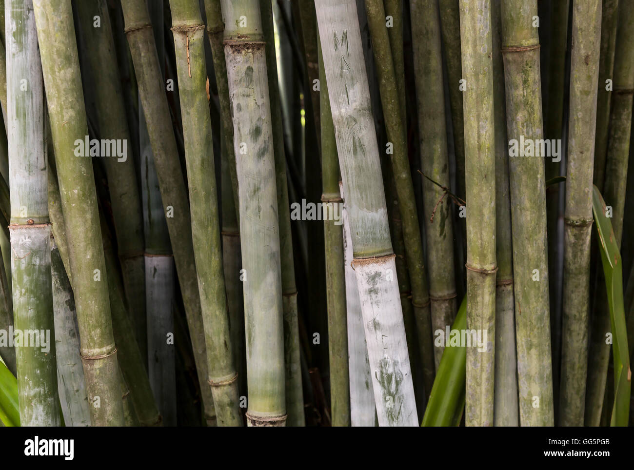 Bamboo branches hi-res stock photography and images - Alamy