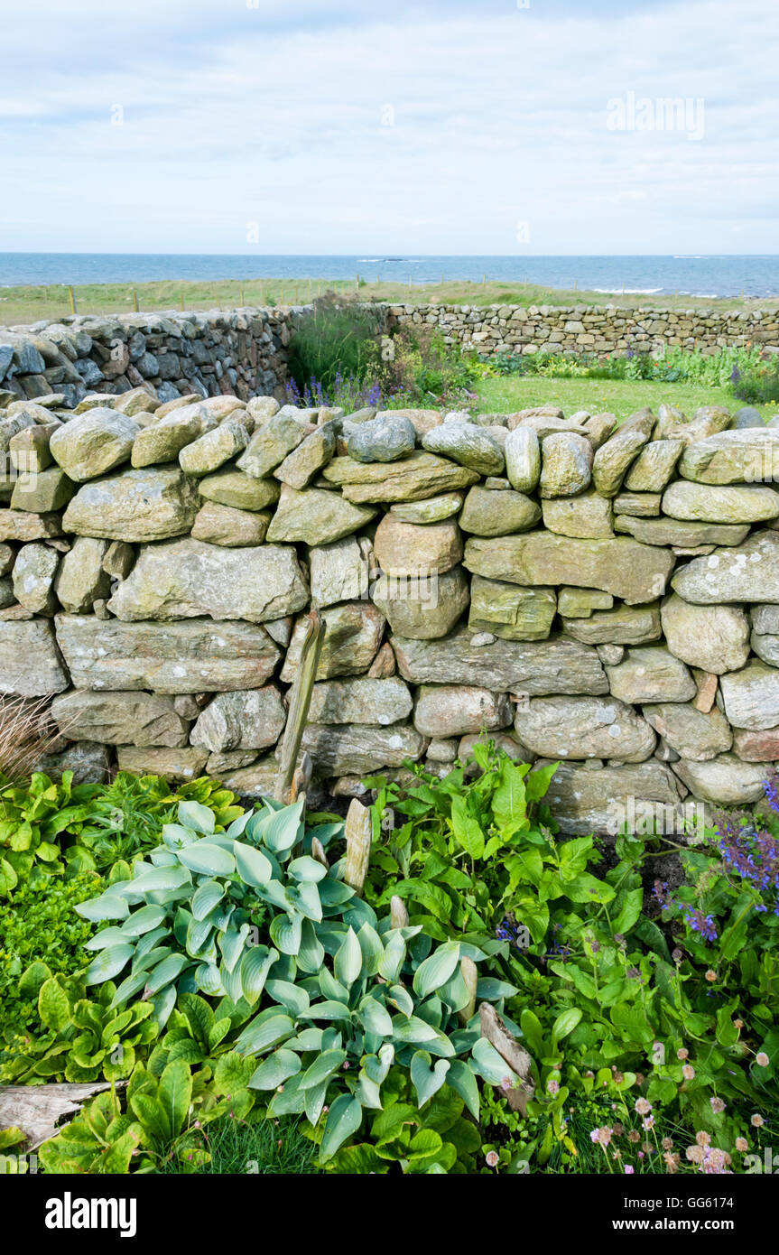 A corner of a South Uist croft garden, protected from the weather ...