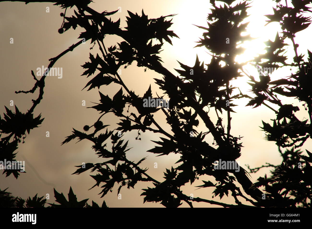 Leaves blackened by backlight from the sun Stock Photo - Alamy