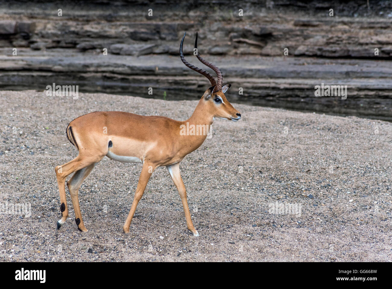Male Impala in The Selous Game Reserve Tanzania Stock Photo - Alamy