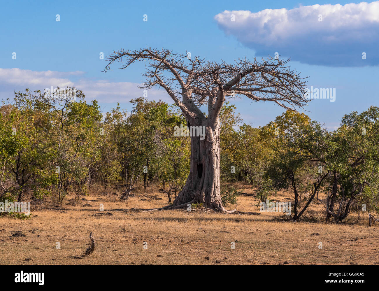 A Baobab Tree near Azura Selous Safari Camp in The Selous Game Reserve ...