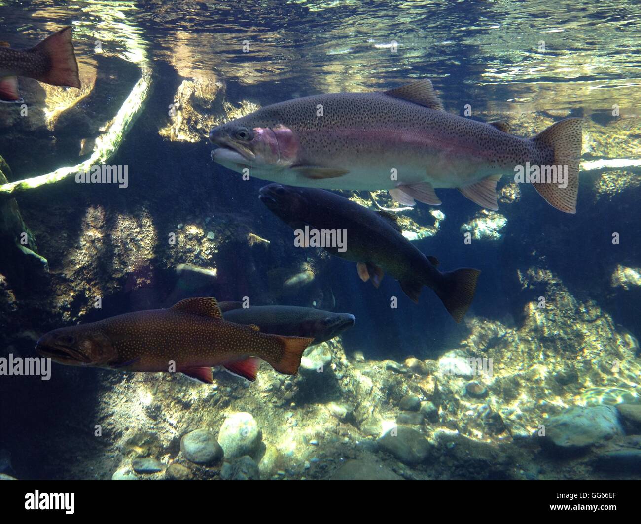 Alaskan fish hi-res stock photography and images - Alamy