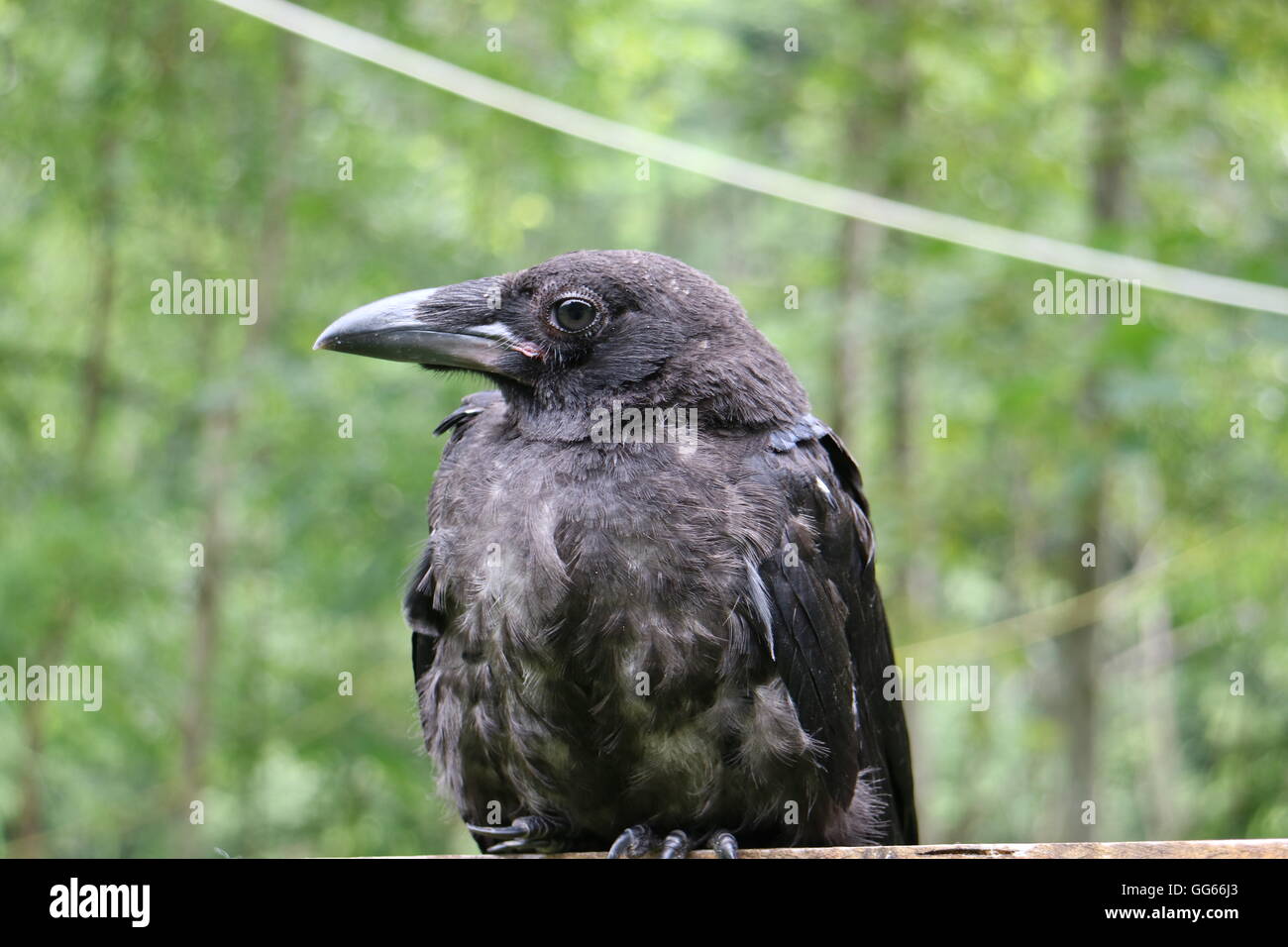 Black raven on the tree, closeup Stock Photo - Alamy