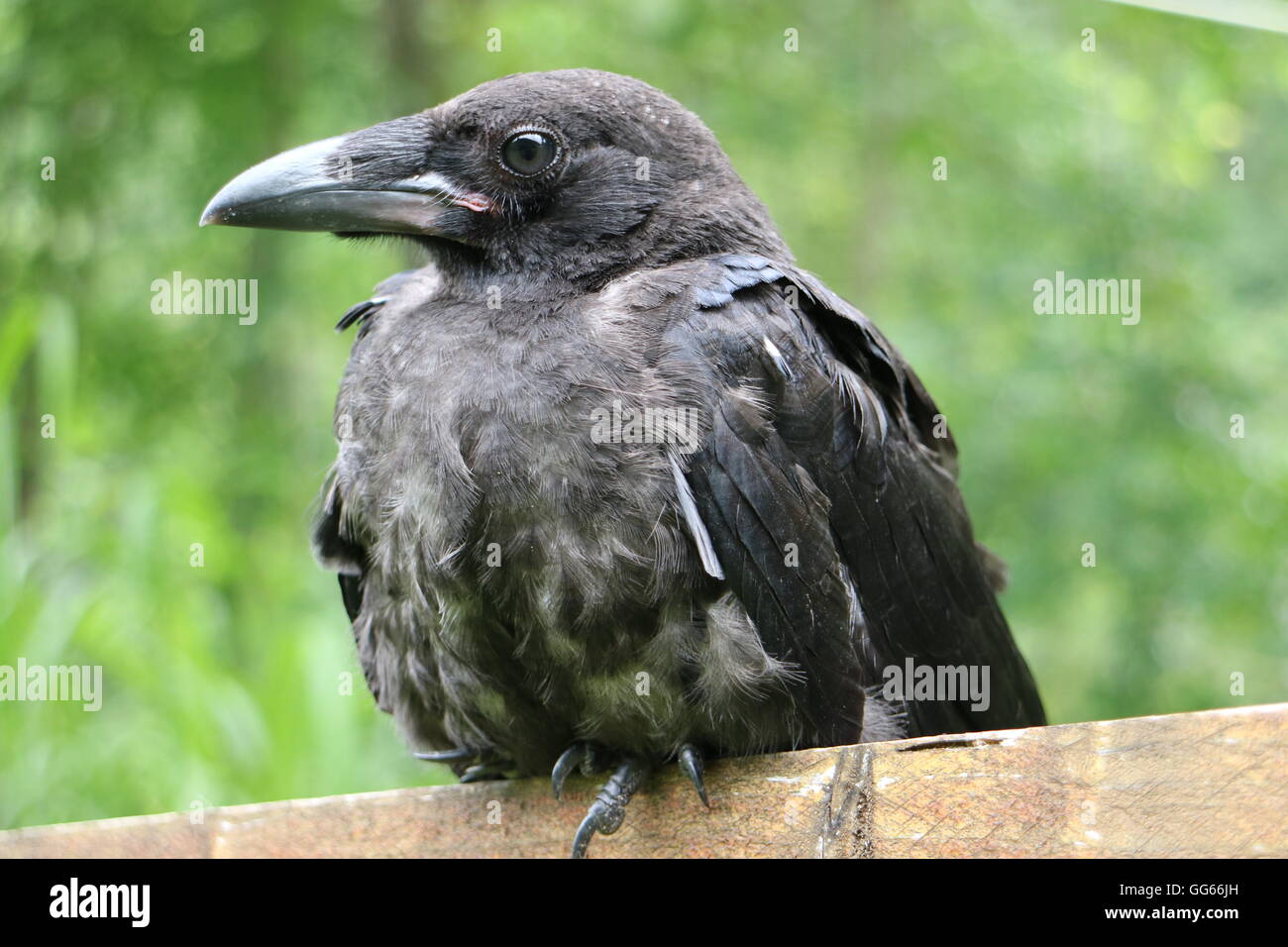 Raven closeup hi-res stock photography and images - Alamy