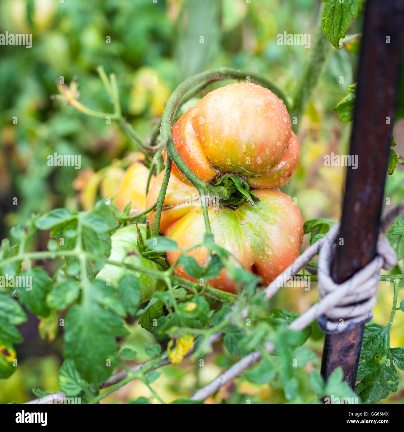 one big tomato on bush close up in vegetable garden after rain Stock ...