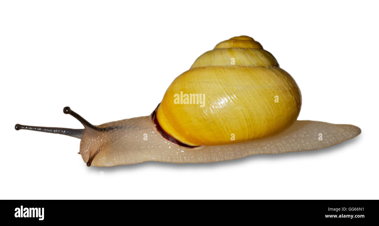 Cepaea nemoralis shells hi-res stock photography and images - Alamy