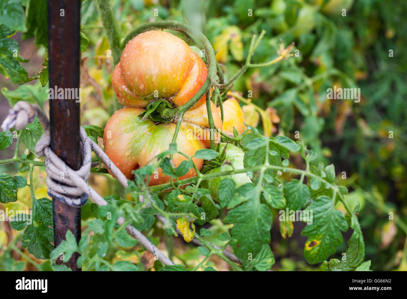 one big tomato on bush in vegetable garden after rain Stock Photo - Alamy