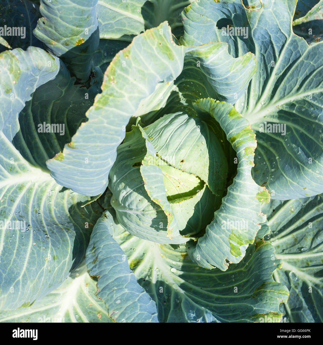 Ripe head white cabbage hi-res stock photography and images - Alamy