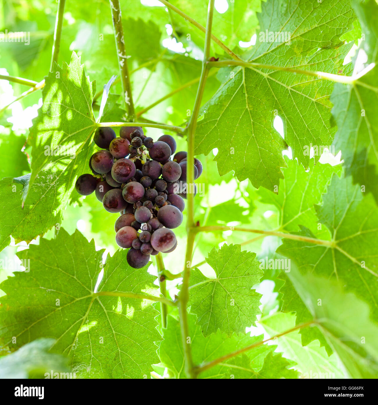 Dark red grapes hi-res stock photography and images - Alamy