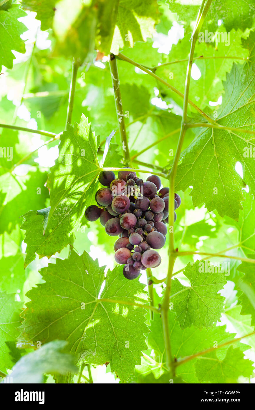 cluster of ripe dark red grapes on vine in sunny summer day Stock Photo ...