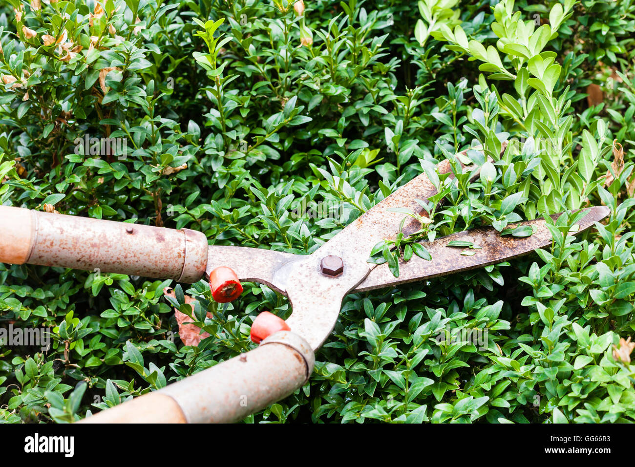 pruning boxwood bushes by garden pruners in summer day Stock Photo - Alamy