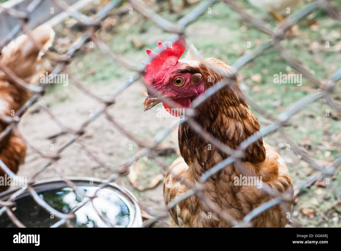 Red chicken close up in outdoor hen house in summer day Stock Photo - Alamy