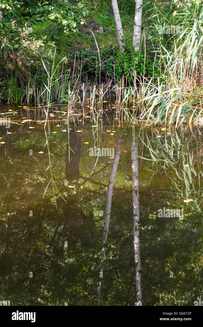 waterfront of forest pond and reflection of birch trees in water in ...
