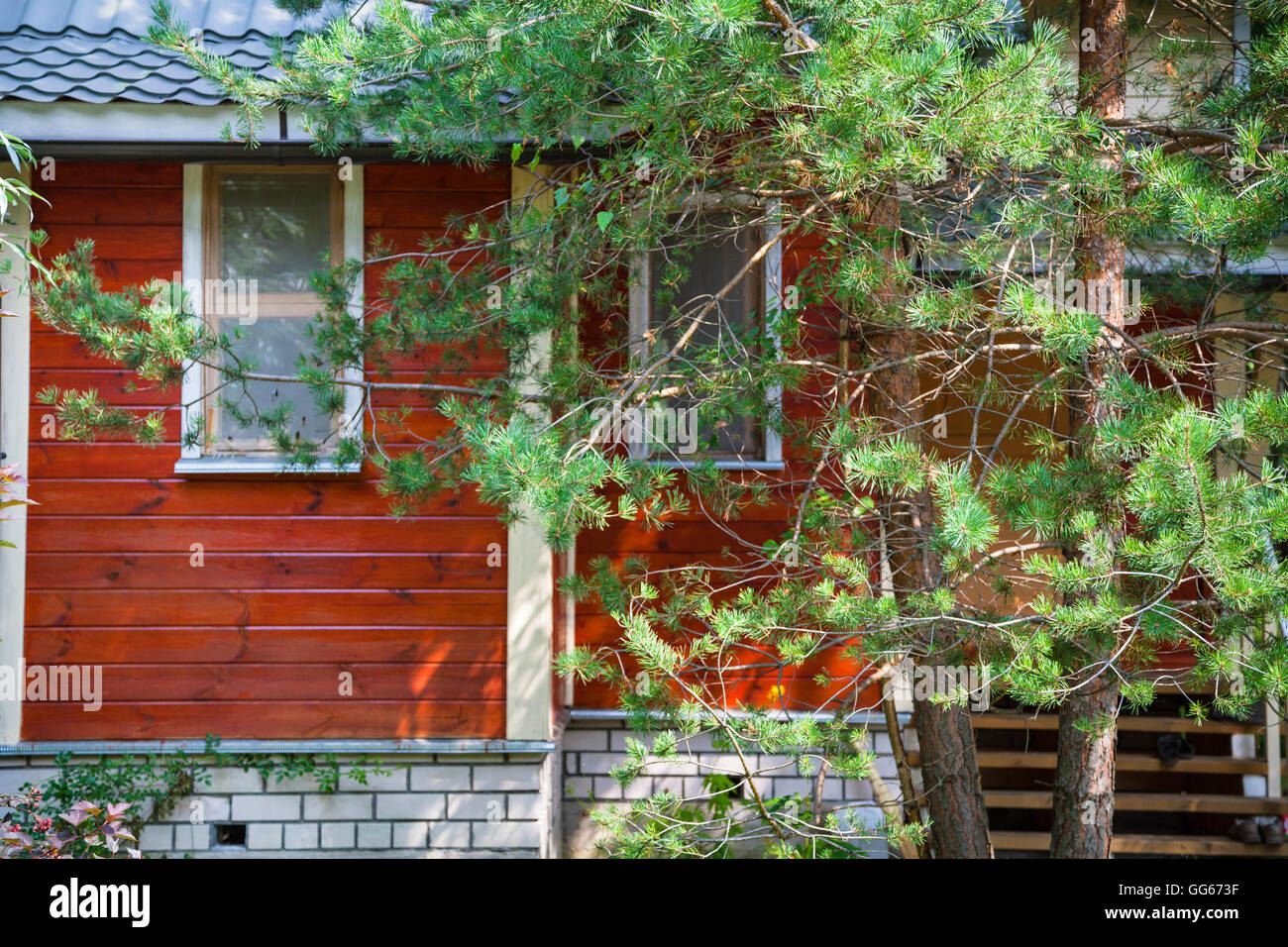 pine tree on front of little country cottage in summer day Stock Photo ...