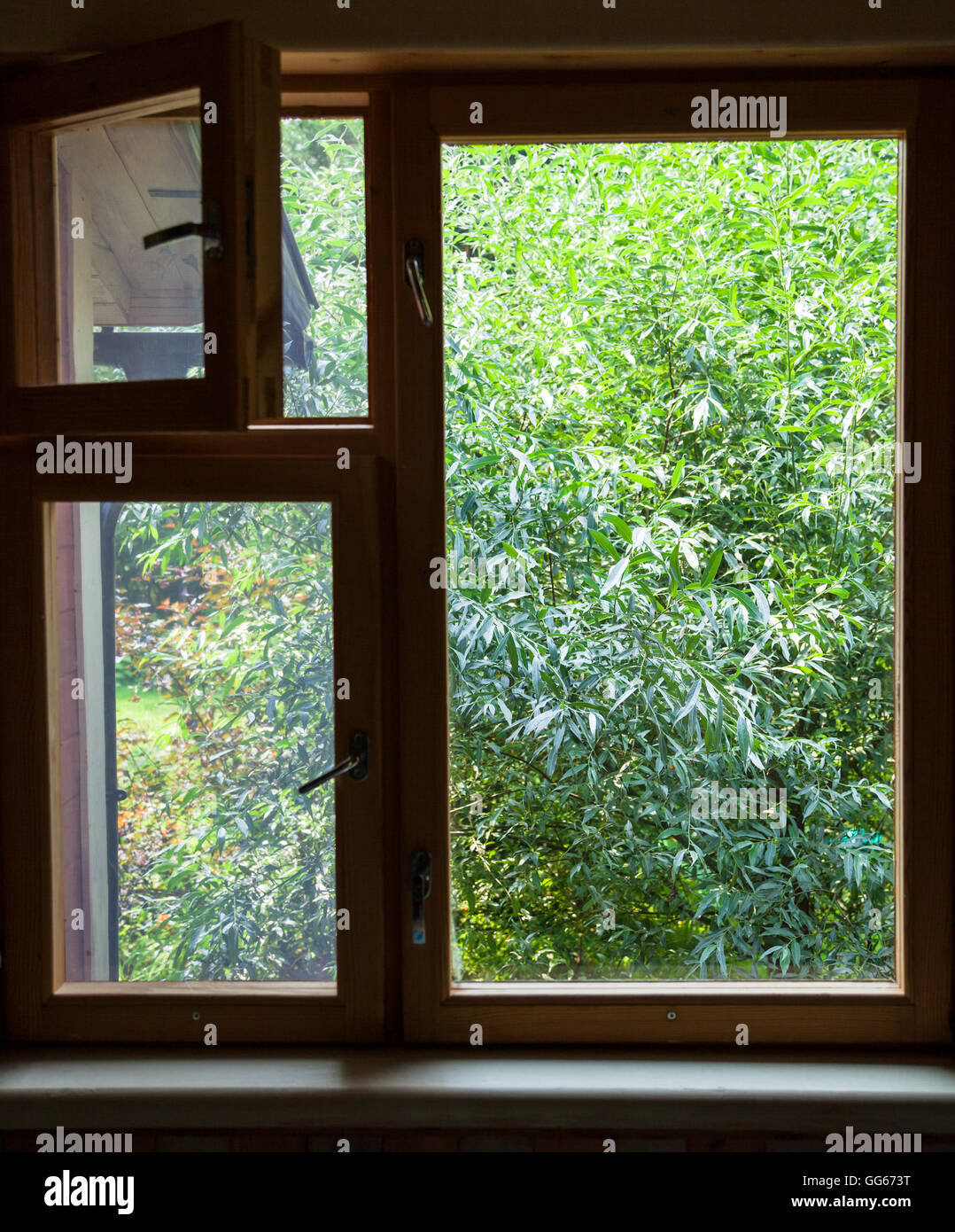 view from country cottage window on green willow tree on backyard in ...