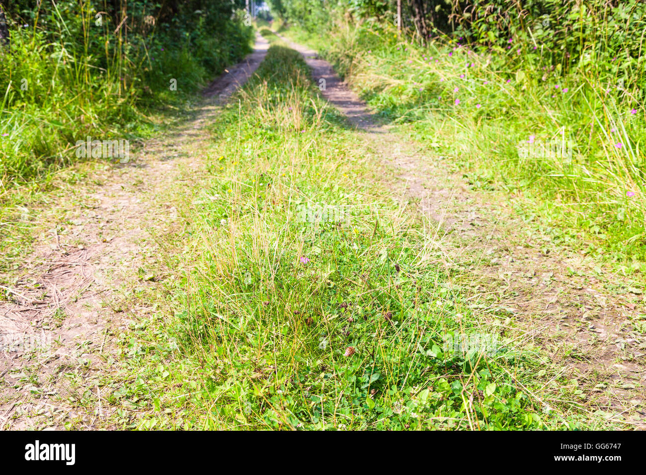 tracks of country road with green grass in forest in sunny summer day ...