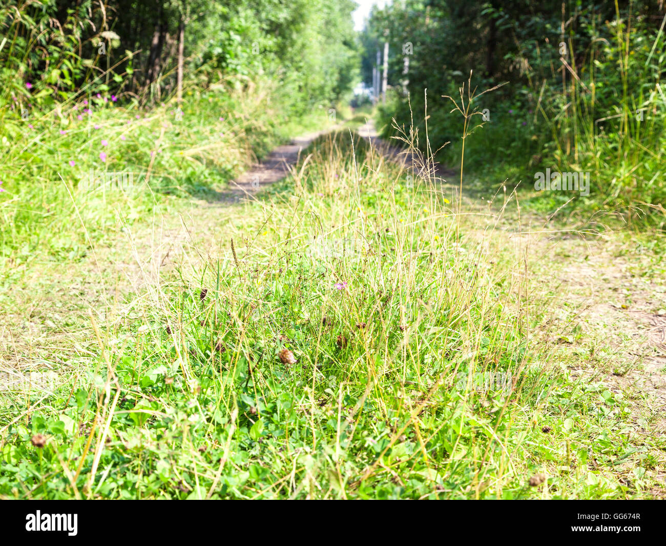 green grass close up on country road in forest in sunny summer day ...
