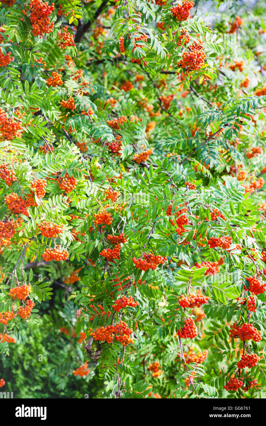 Rowan tree twig hi-res stock photography and images - Alamy