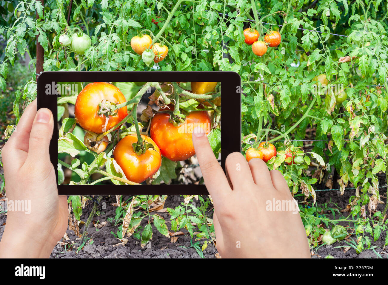 gardening concept - gardener photographs of ripe tomatoes in vegetable ...