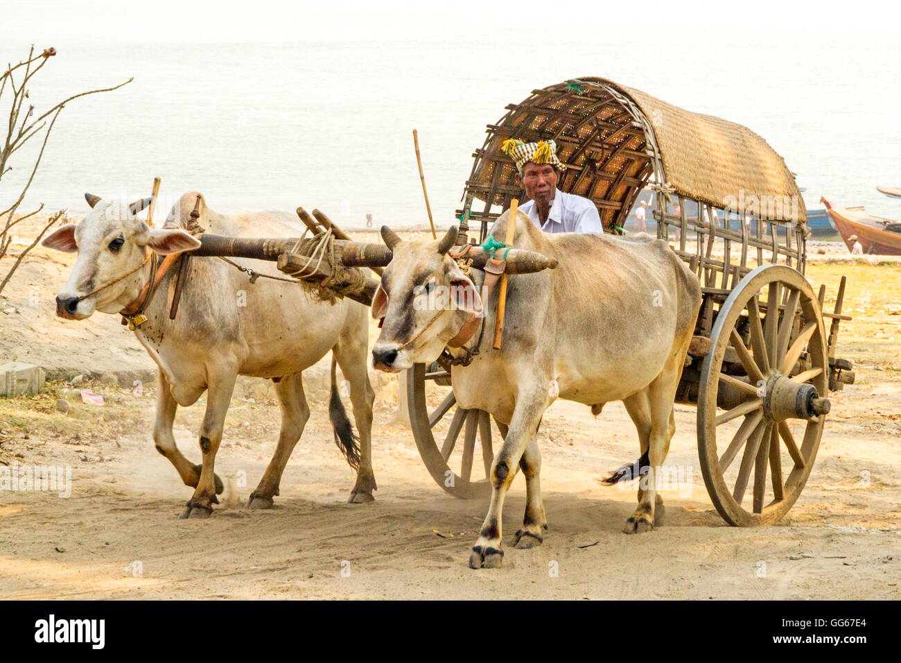 Draught ox hi-res stock photography and images - Alamy