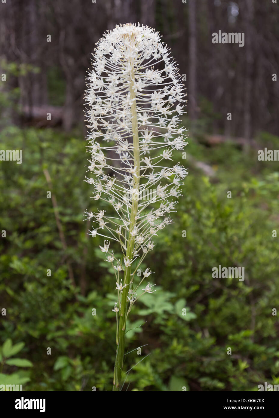 Mountain bear grass glacier national hi-res stock photography and ...