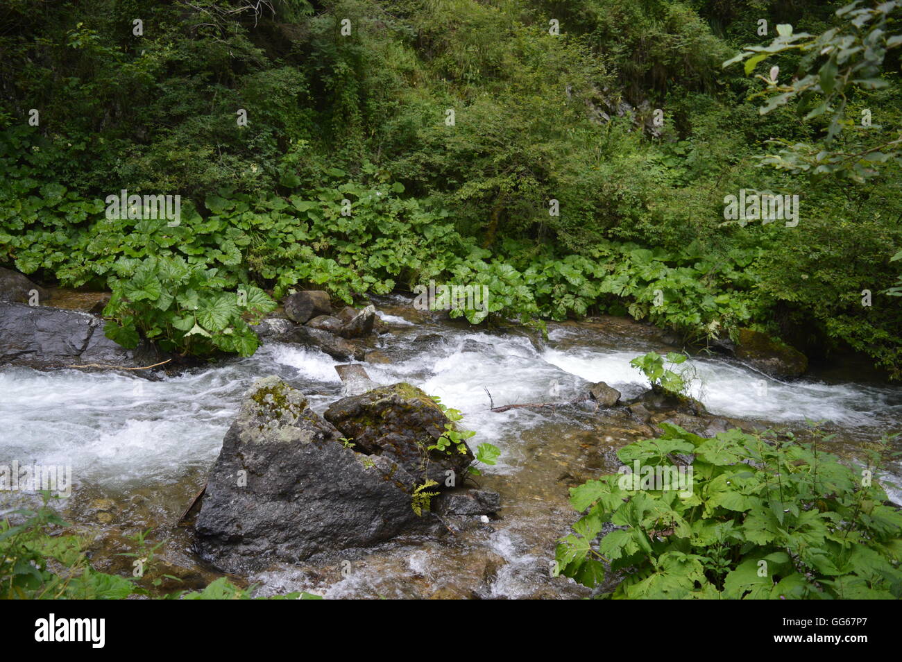A water stream in a forest Stock Photo - Alamy