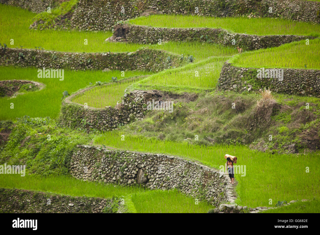 A farmer in the rice terraces of the Philippine cordilleras near Batad ...