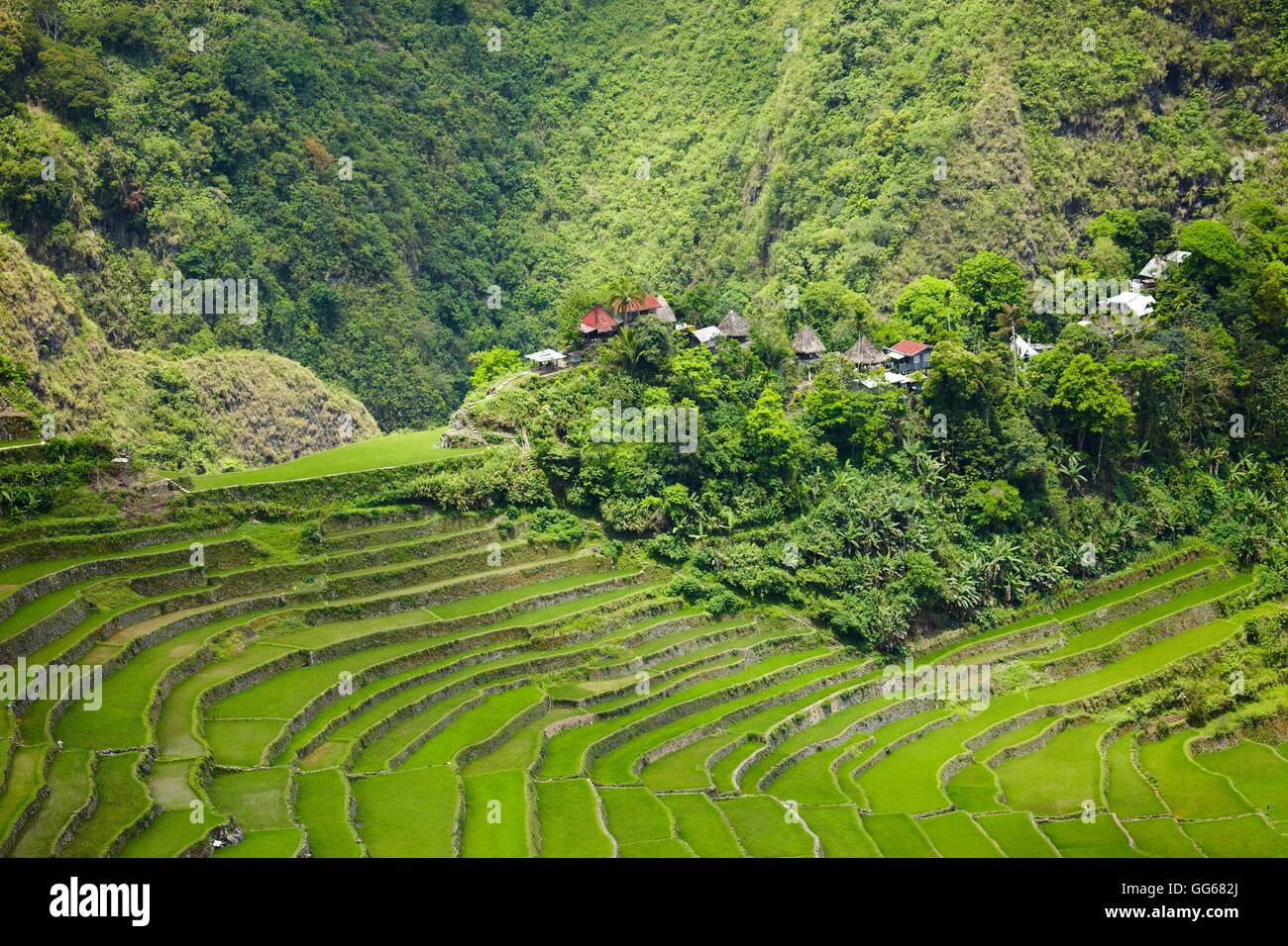 Rice Terraces of the Philippine Cordilleras UNESCO World heritage site ...