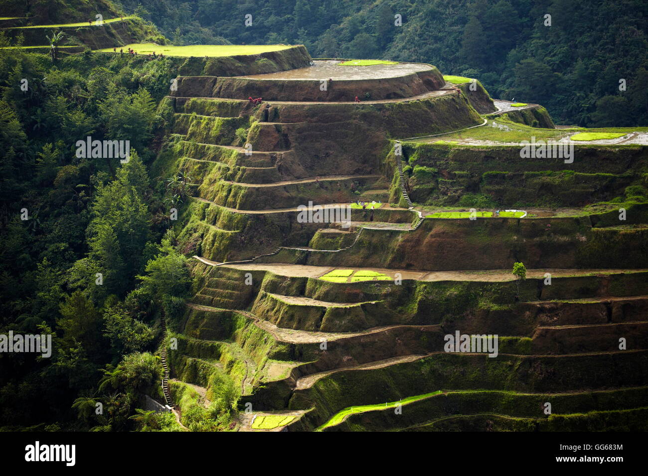 Rice Terraces of the Philippine Cordilleras UNESCO World heritage site ...