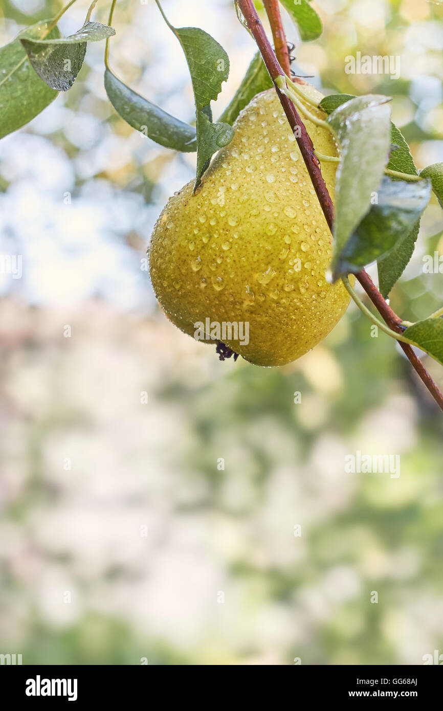 Pear hanging from a tree branch. Plenty of copy space Stock Photo - Alamy
