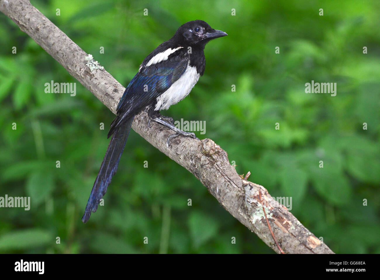 Black white magpie bird hi-res stock photography and images - Alamy
