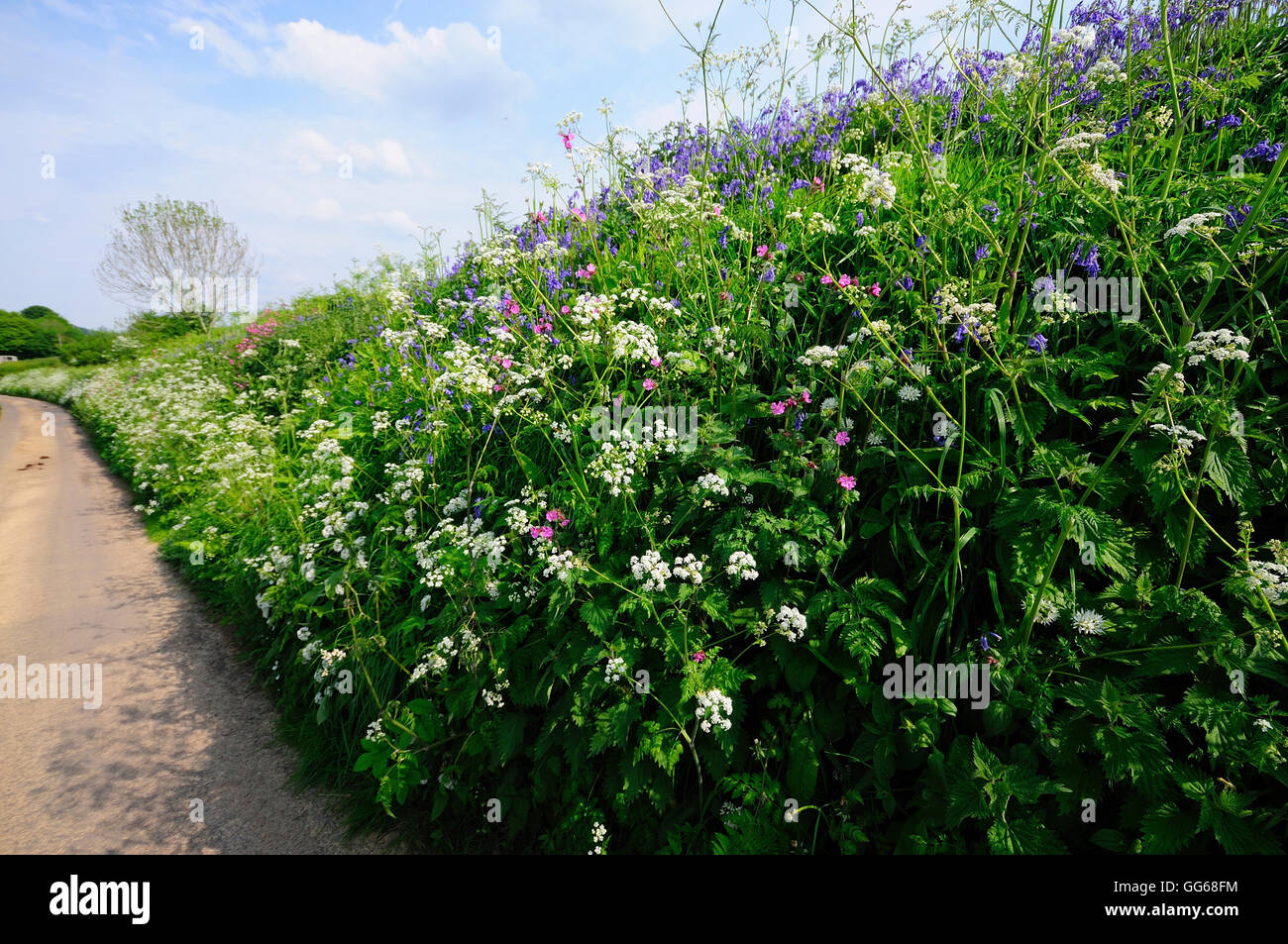 Roadside verge flowers hi-res stock photography and images - Alamy