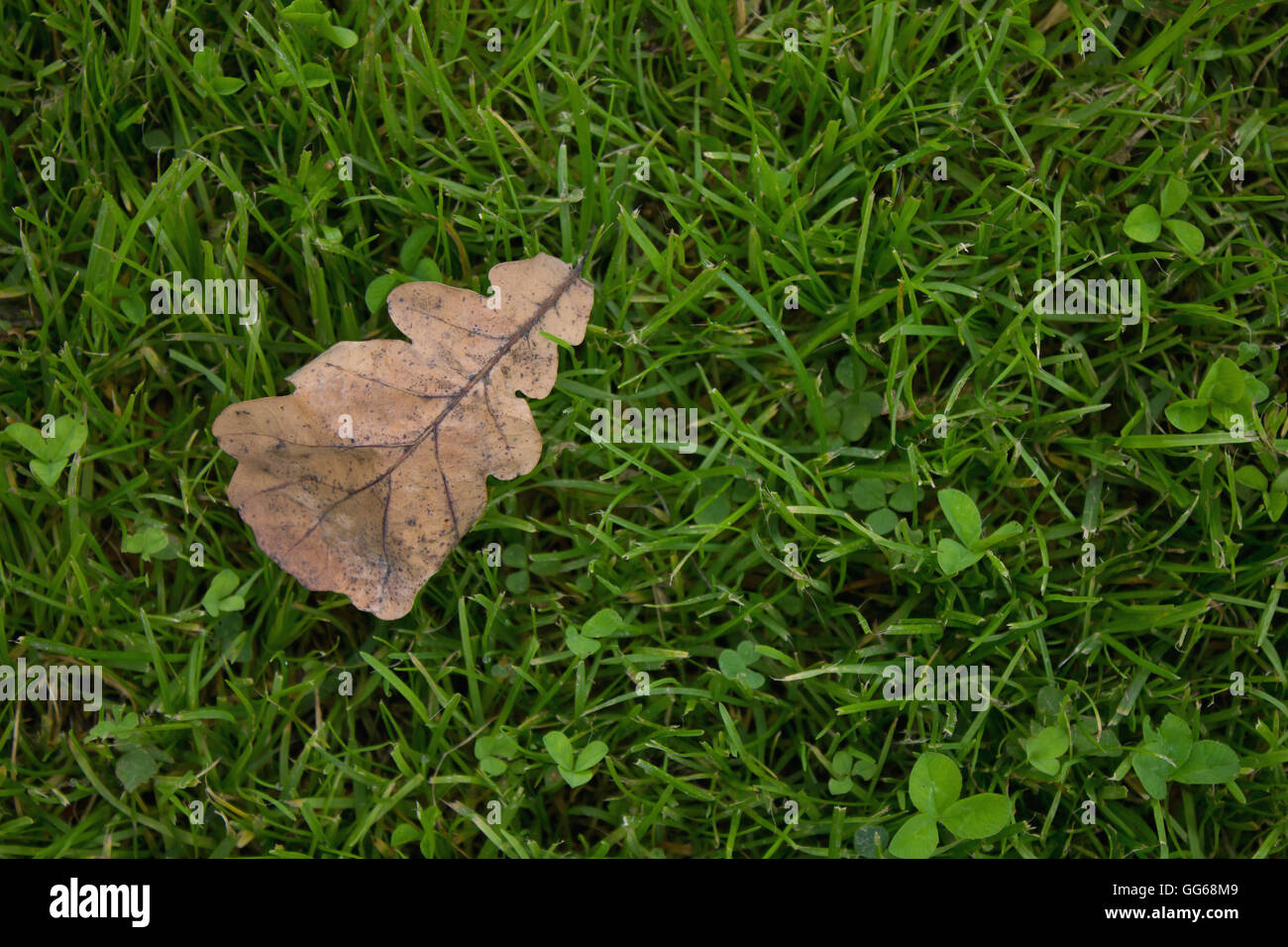 Leaf on the grass Stock Photo - Alamy