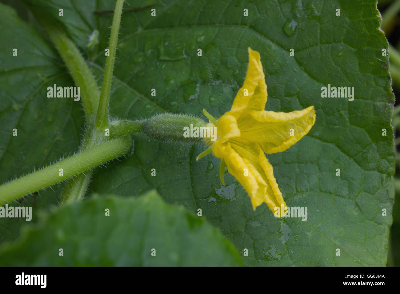 Small cucumber leaves hi-res stock photography and images - Alamy