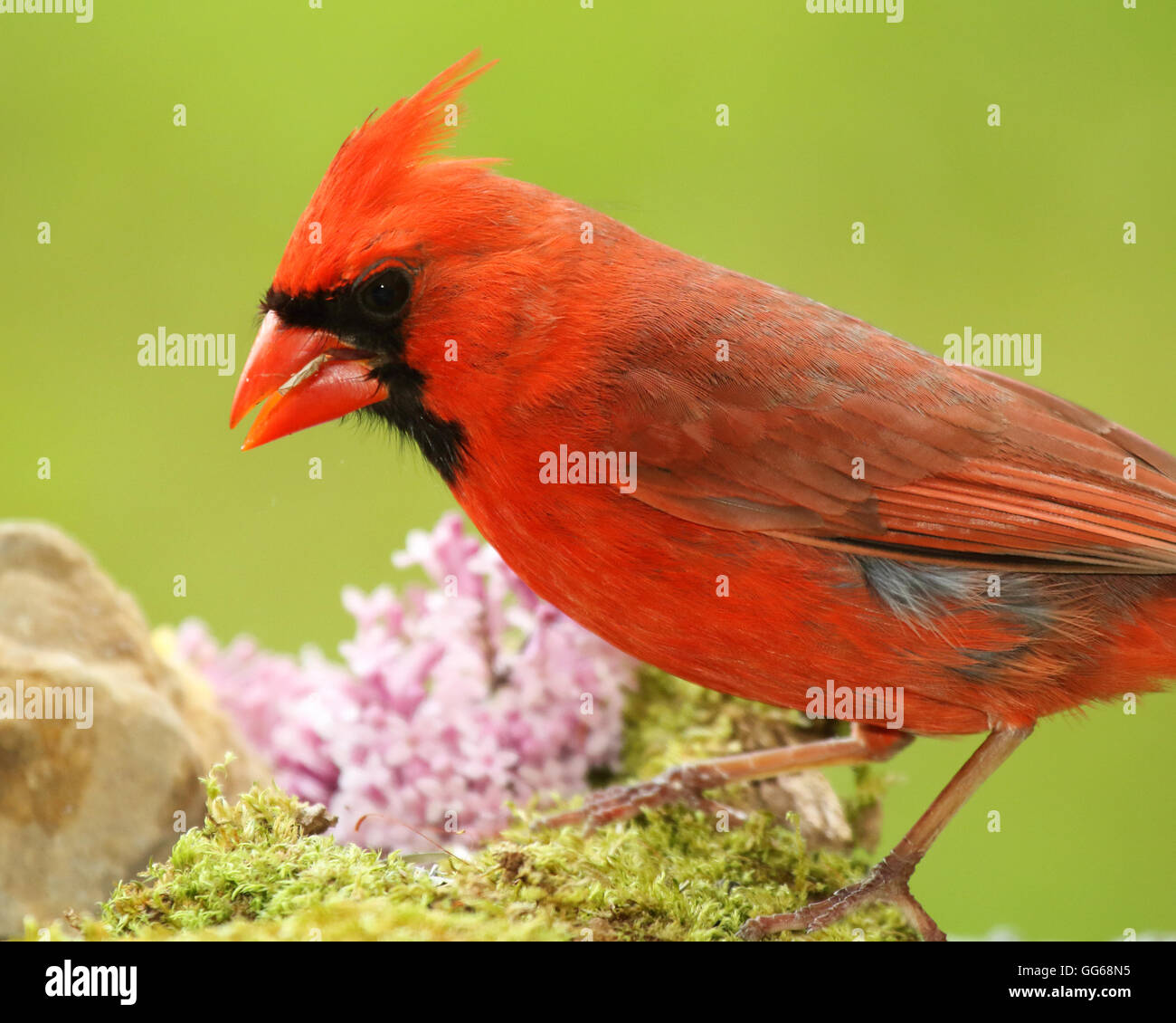 A Cardinal taking a colorful bite Stock Photo - Alamy