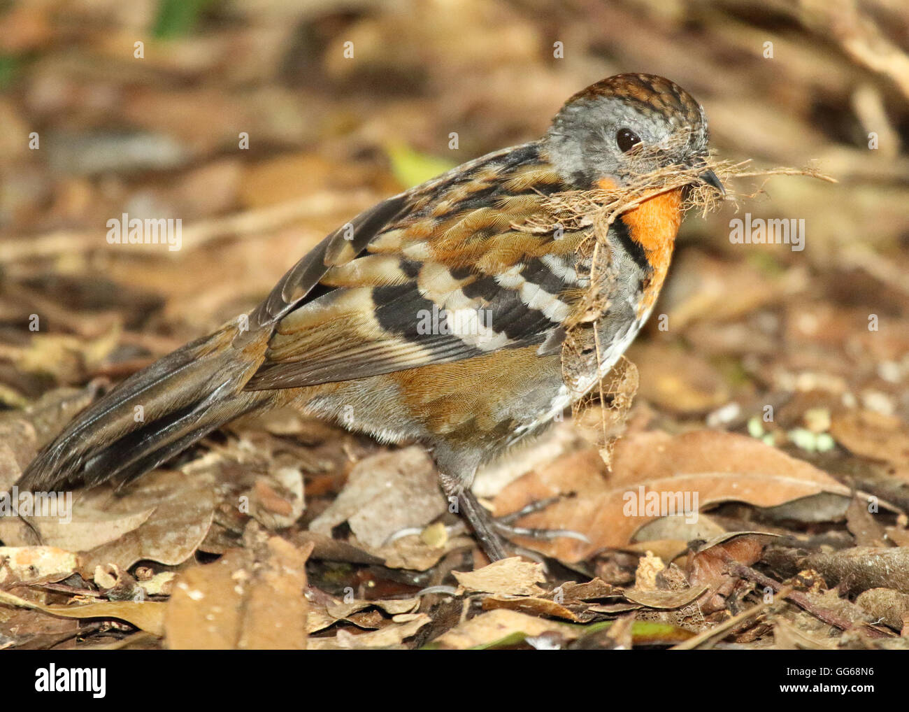 An Australian Logrunner with nesting material in its mouth Stock Photo ...