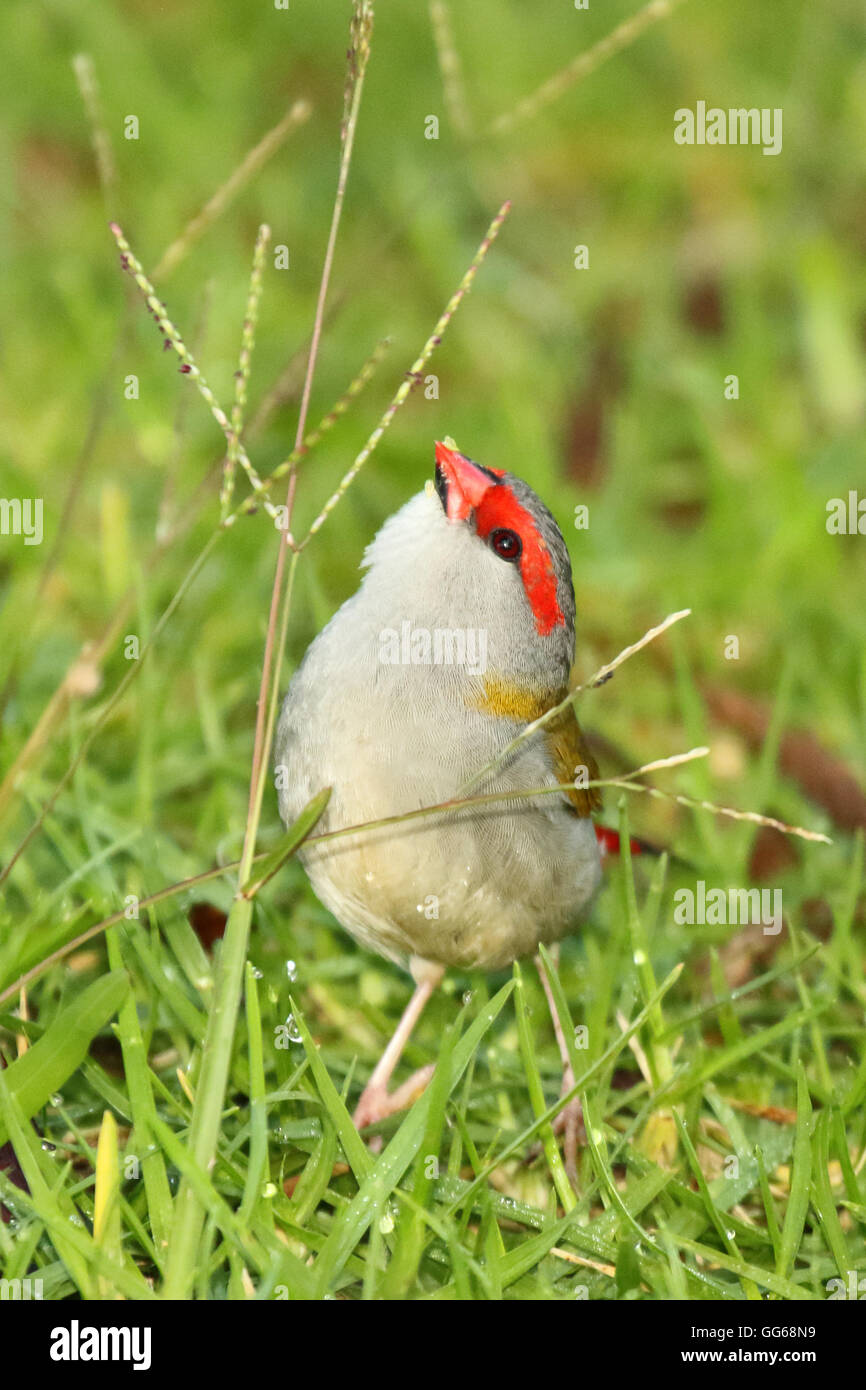 Red browed firetail reaching seeds hi-res stock photography and images ...