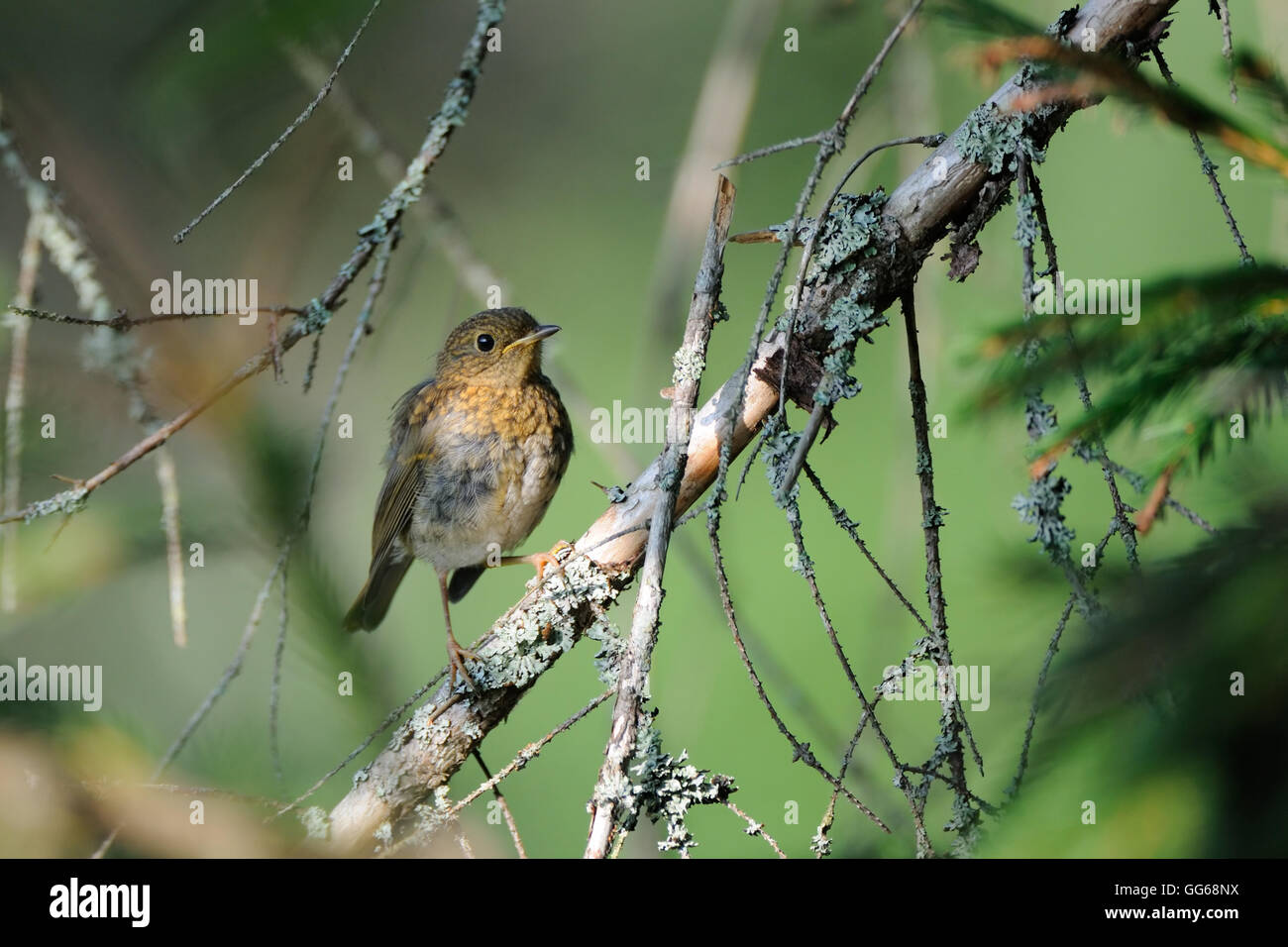 Juvenile European Robin (Erithacus rubecula) perching in fir forest ...