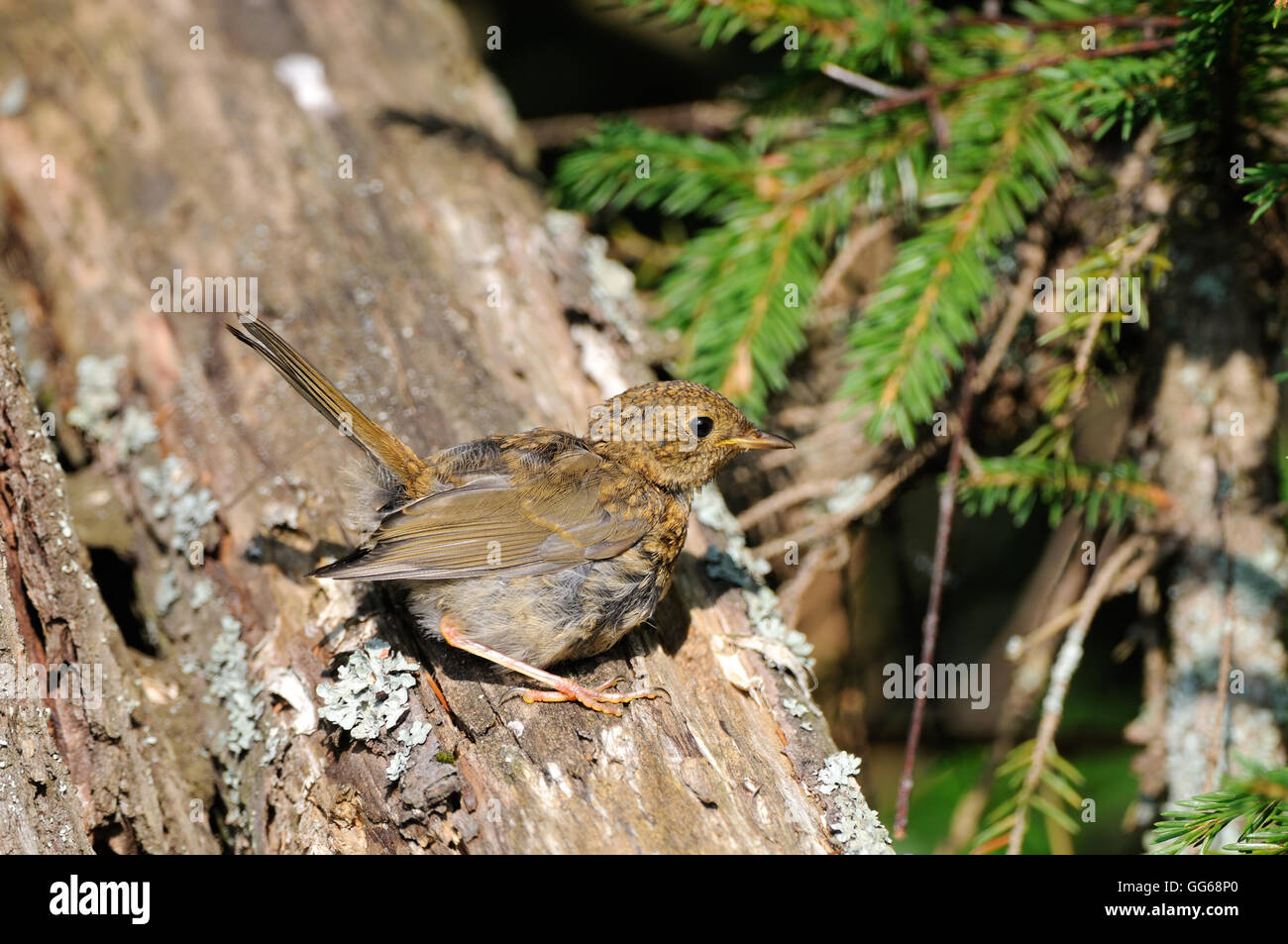 Juvenile European Robin (Erithacus rubecula) perching at tree trunk ...
