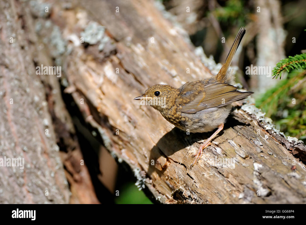 Juvenile European Robin (Erithacus rubecula) perching at tree trunk ...