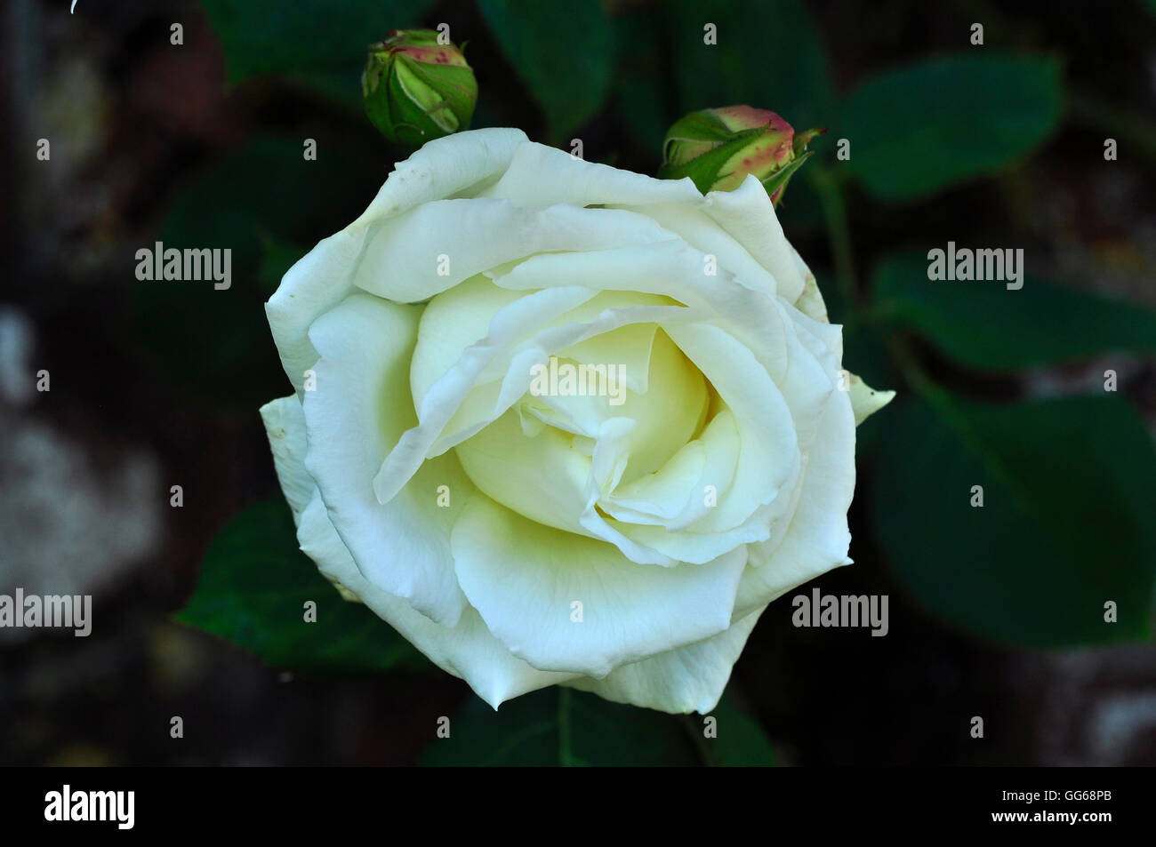 Pale rosa hi-res stock photography and images - Alamy