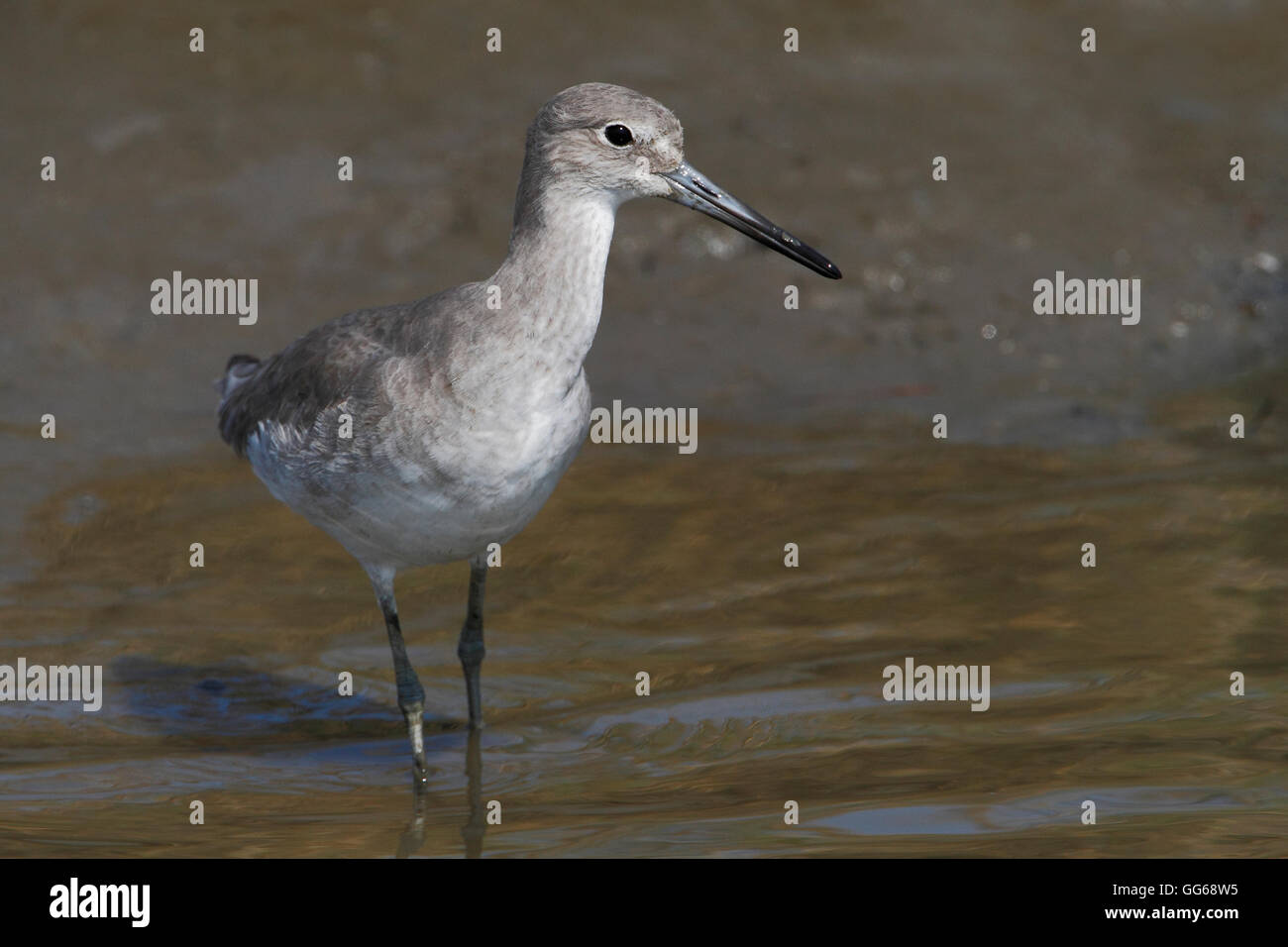 Willet (Tringa semipalmata) standing in shallow water, Bolivar ...