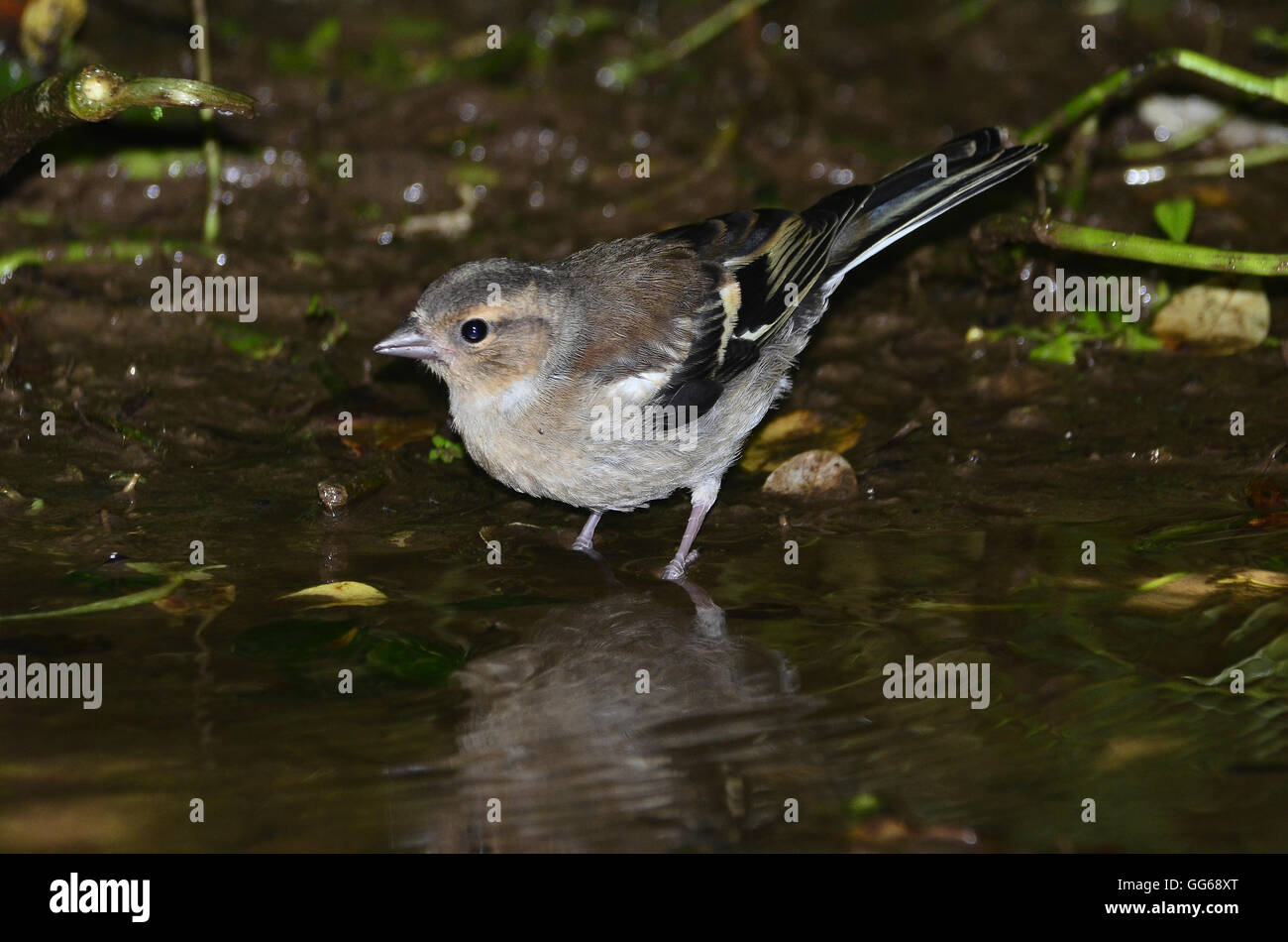 British chaffinches hi-res stock photography and images - Alamy